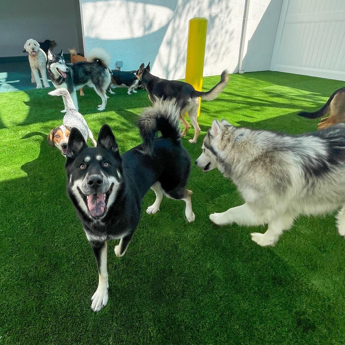 Wag Hotels - Dallas Fort Worth