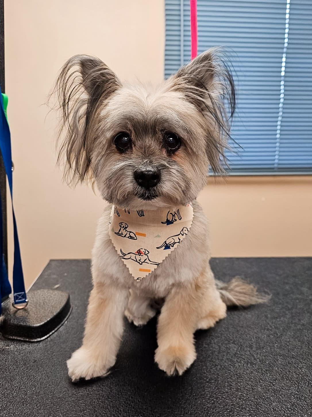 VCA Companion Animal Medical Center