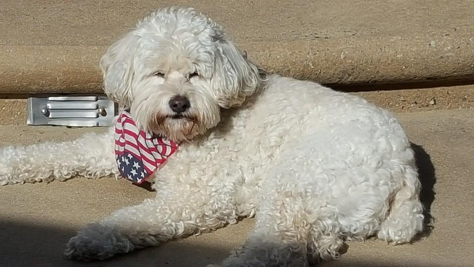 All American Dog Training