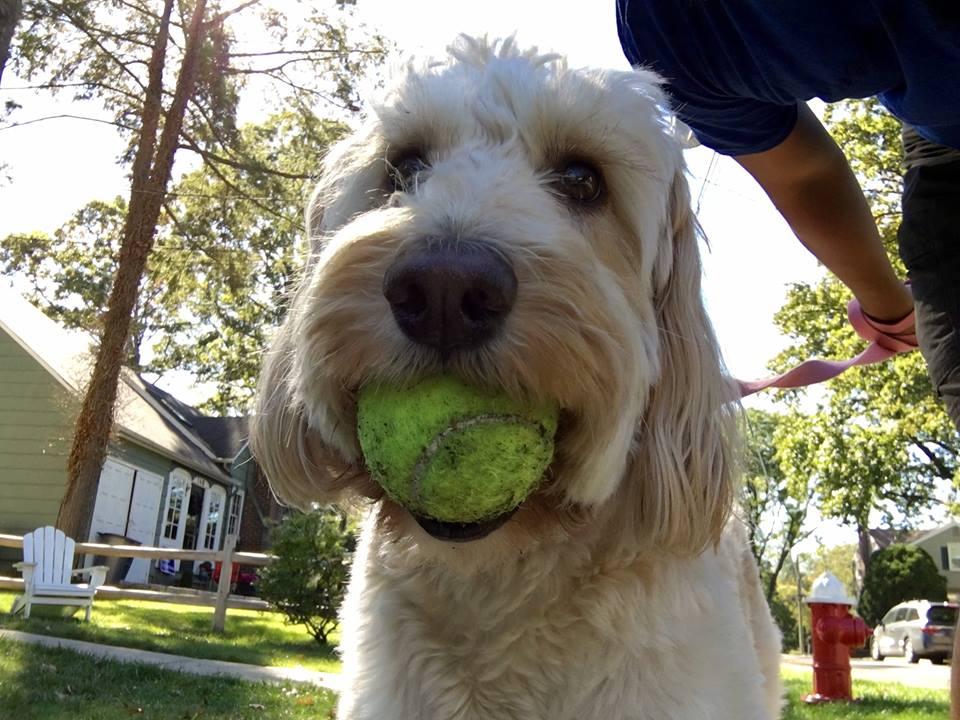 Little Critter Pet Sitters