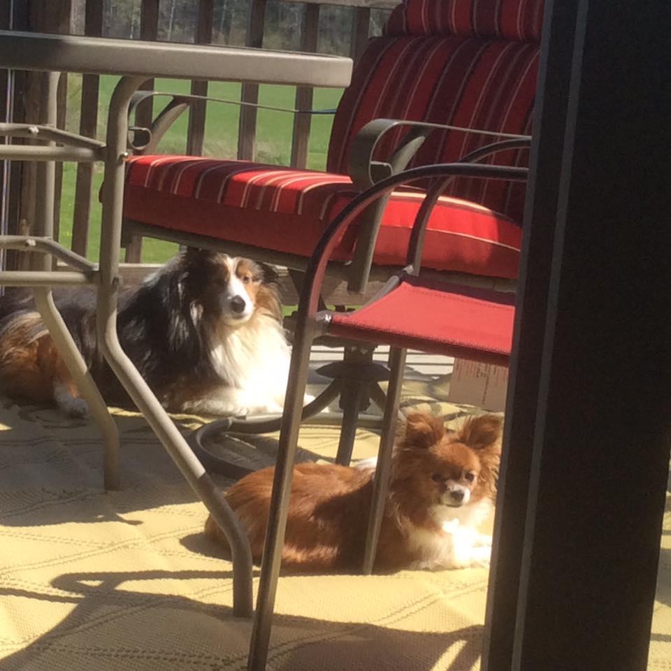 Doggity Dog World Pet Sitting