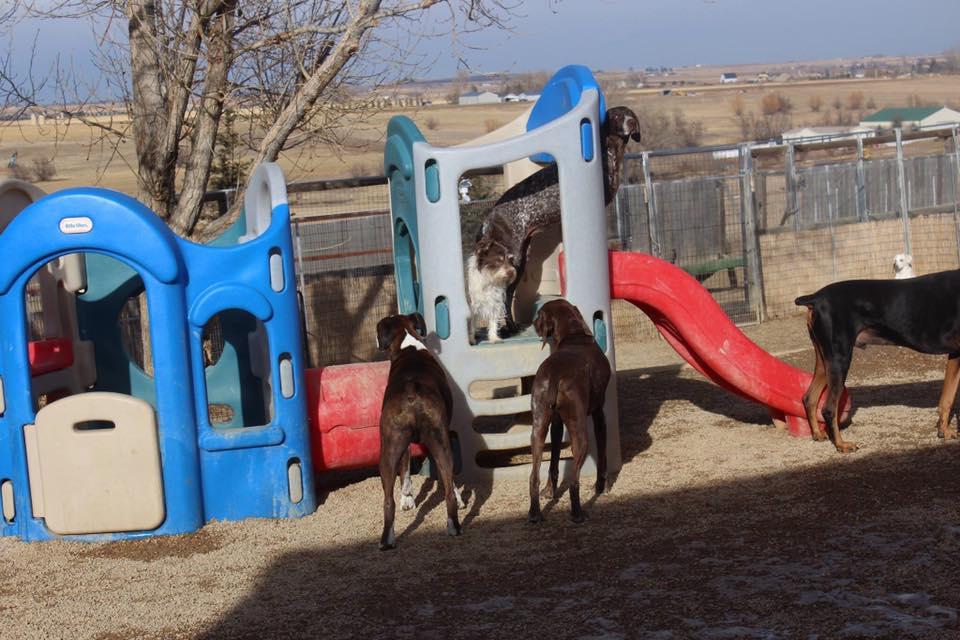 Happy Tails Dog Ranch