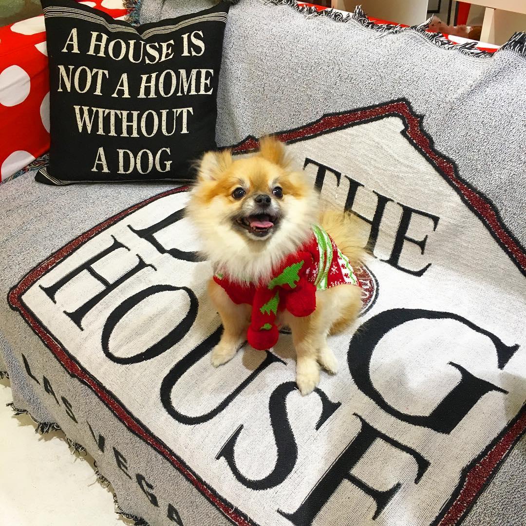 The Dog House - Grand Bazaar Shops