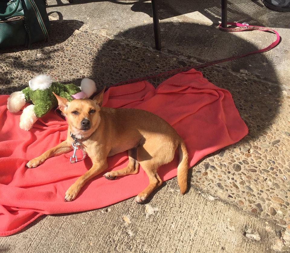 (Closed) Pierre Lafond Wine Bistro Pet Policy