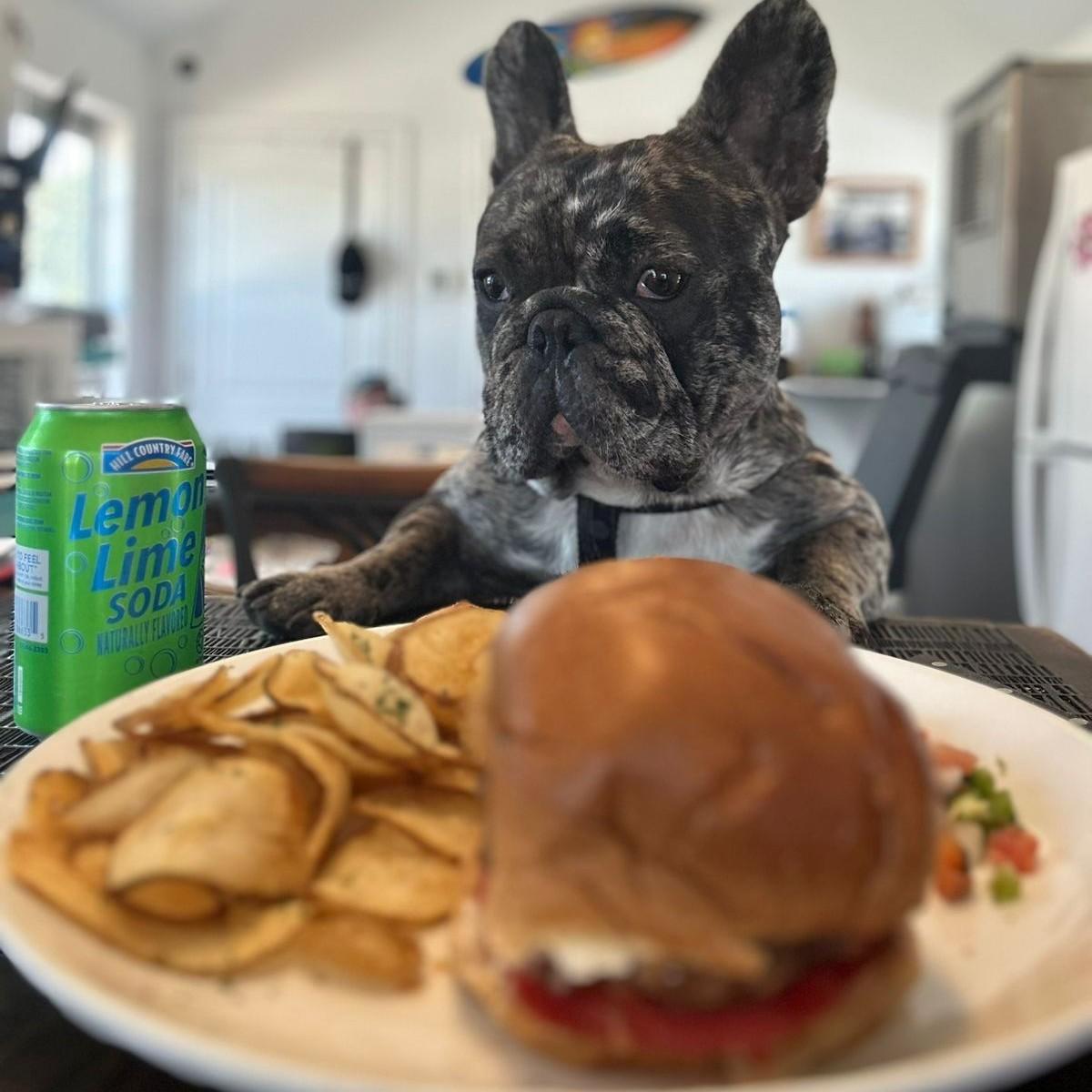 Roosevelt's Pet Policy