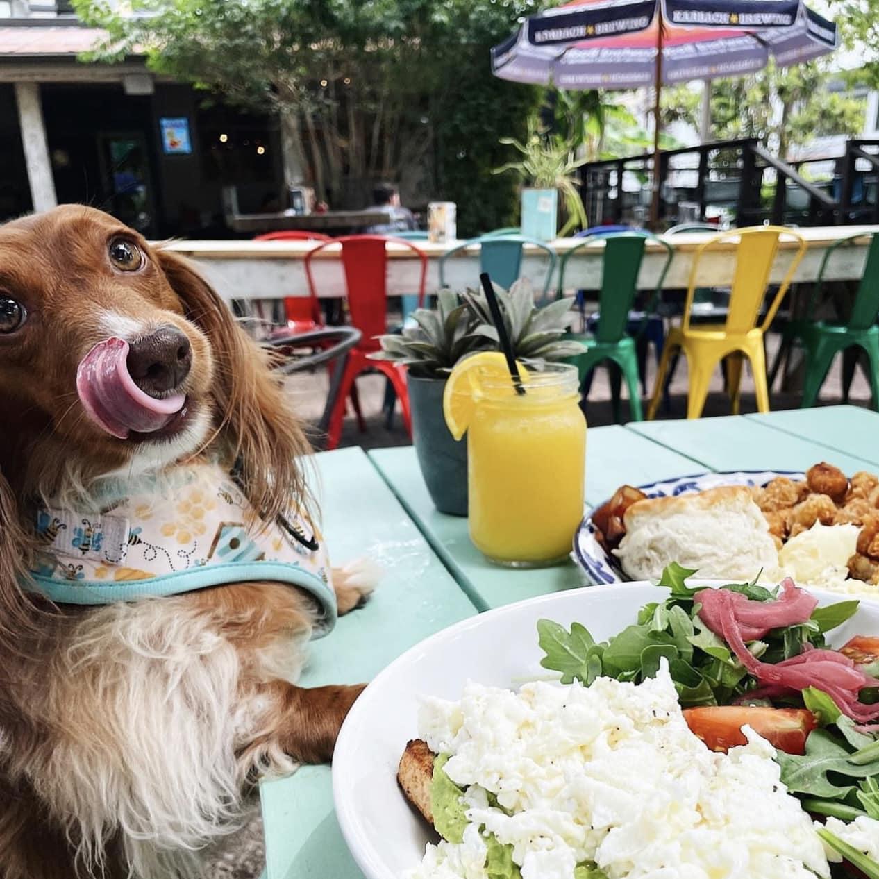 Piggy's Kitchen & Bar Pet Policy