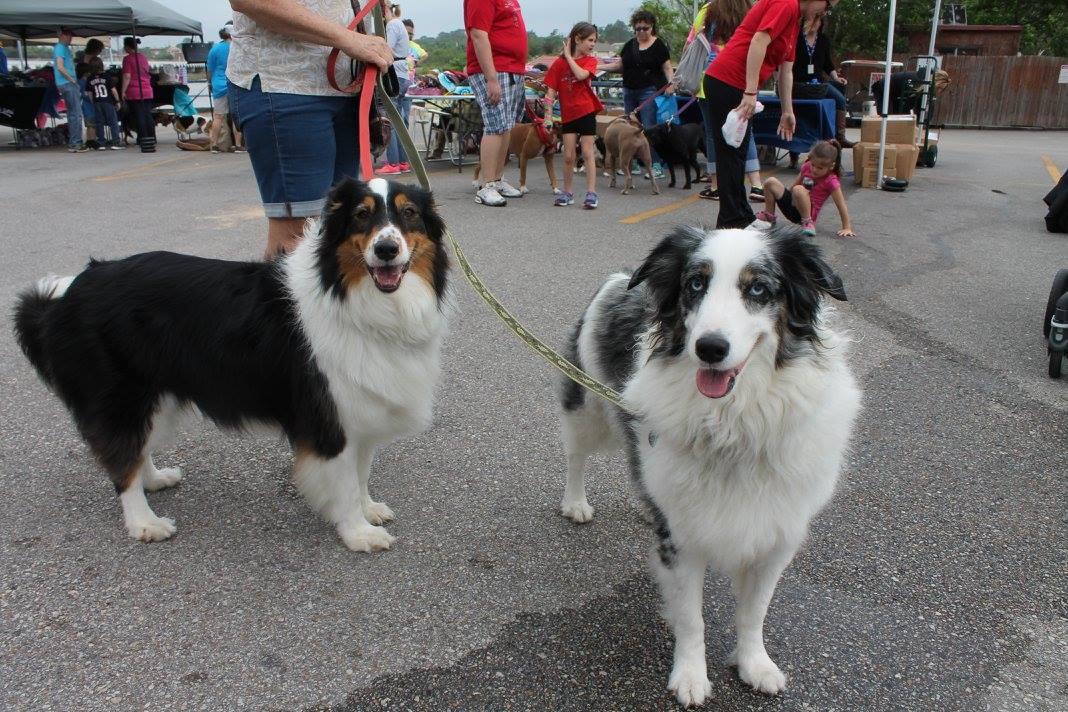 Boondoggles Is Pet Friendly