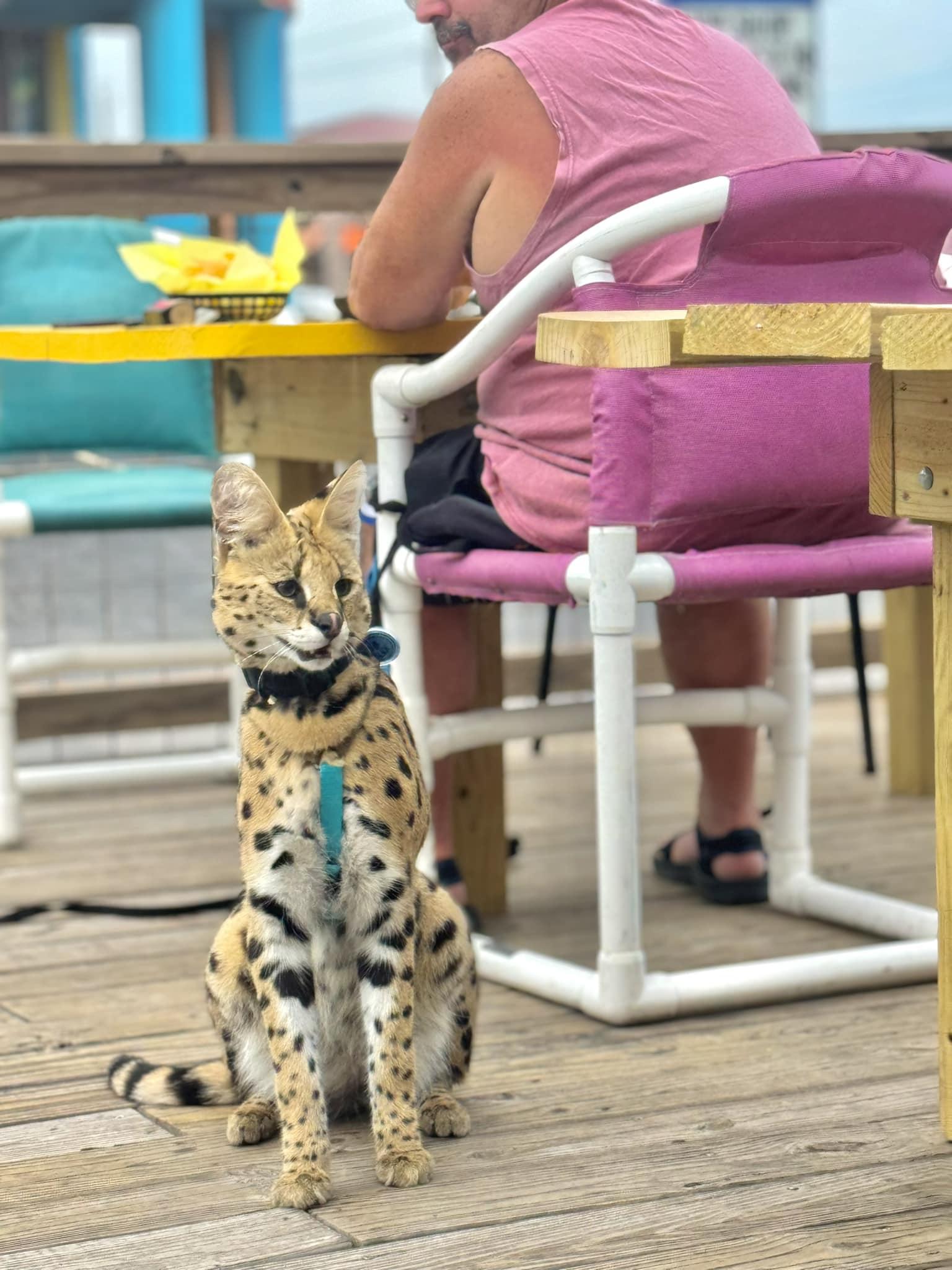 Señor Donkey Pet Policy