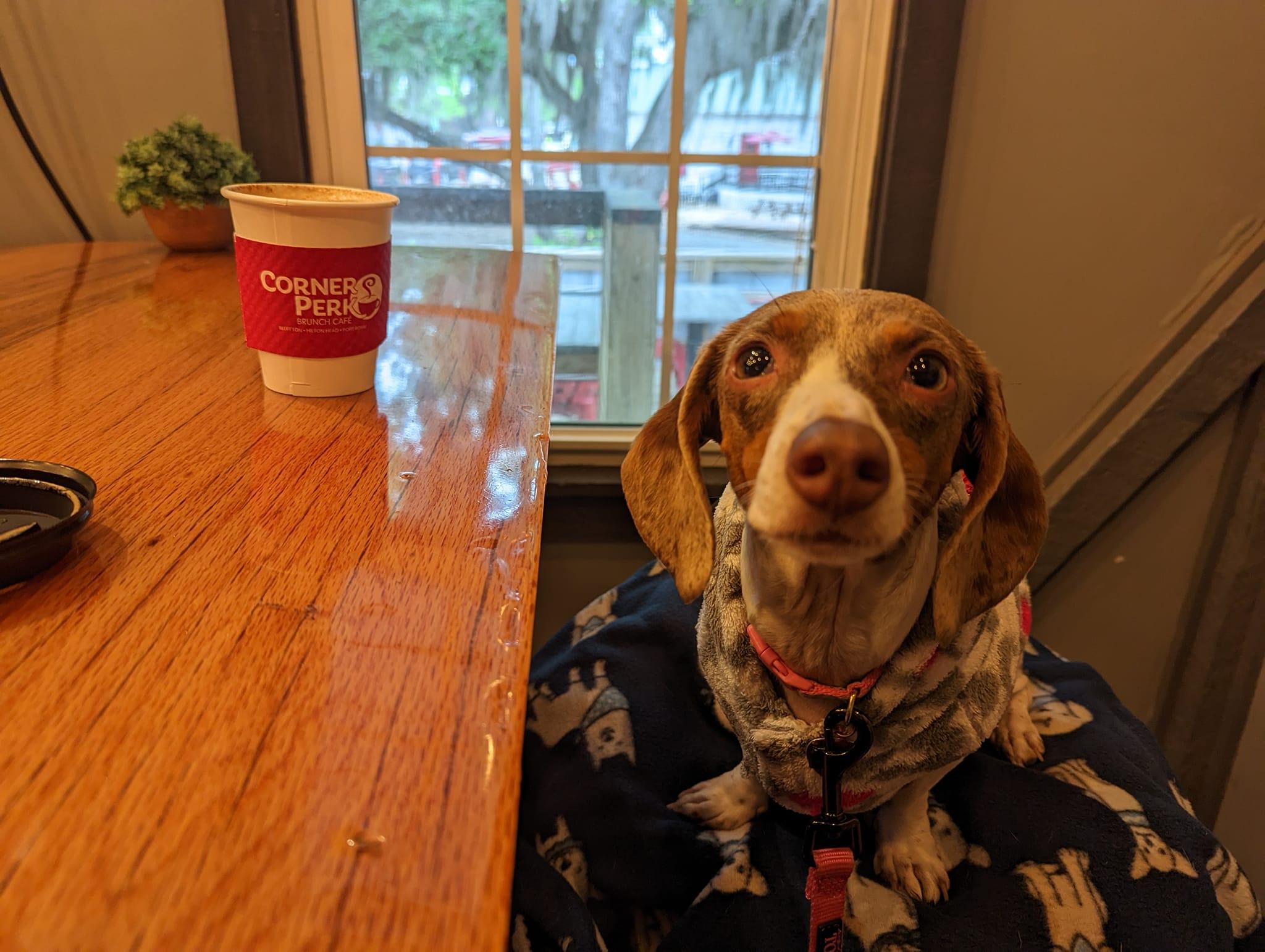 Corner Perk Is Pet Friendly