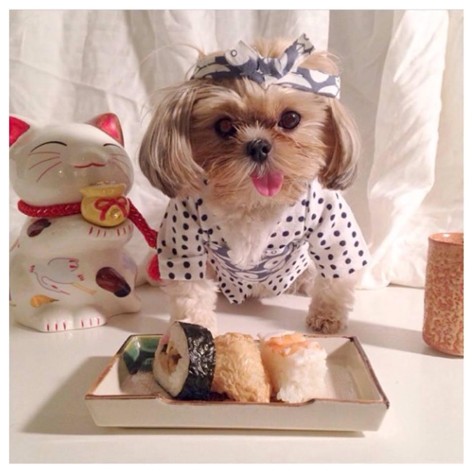 Sushi Inc Pet Policy