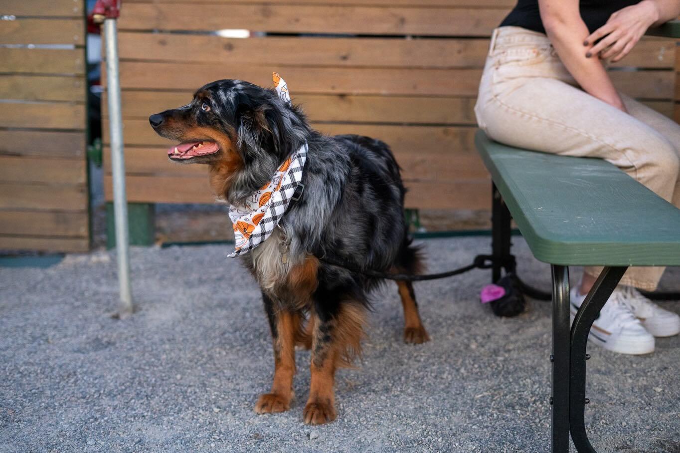 Southern Tail Brewing Pet Policy