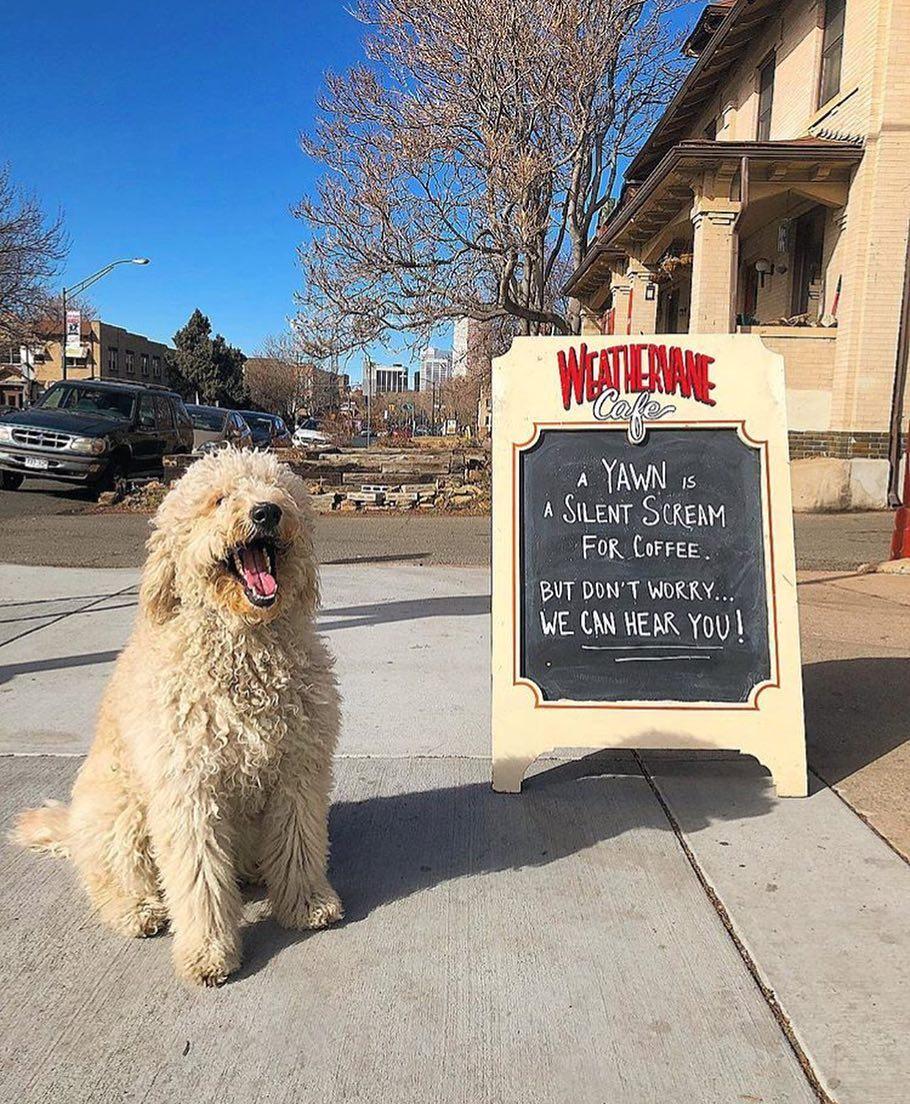 Weathervane Cafe Pet Policy