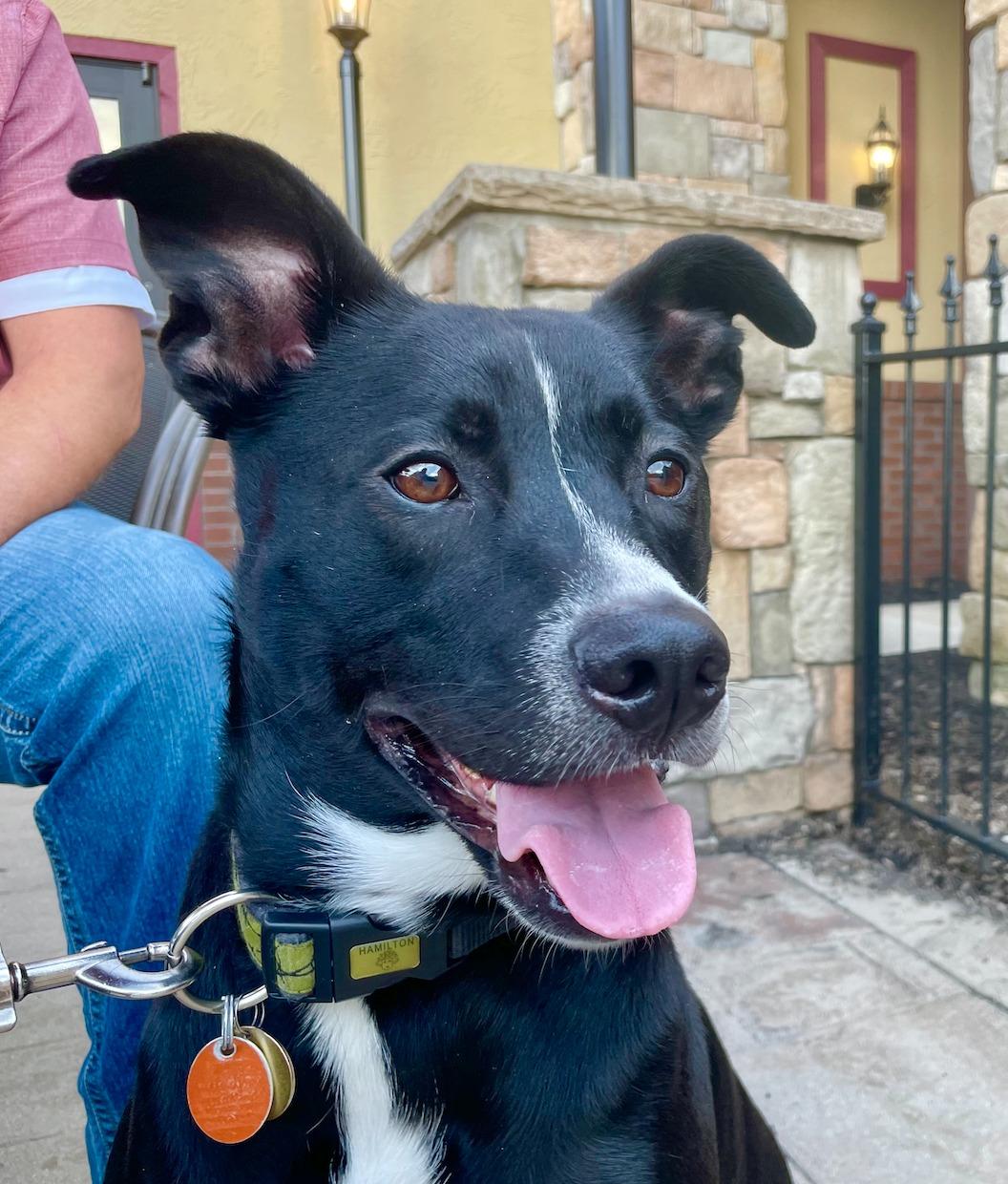 Bullfish Grill Pet Policy