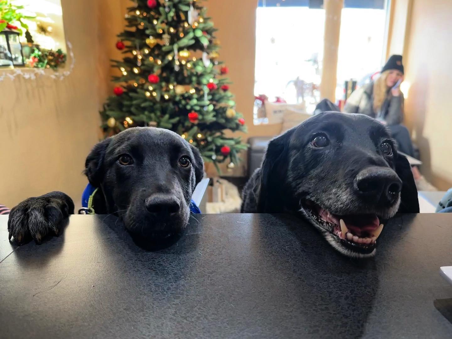 Mojo 516 Cafe Pet Policy