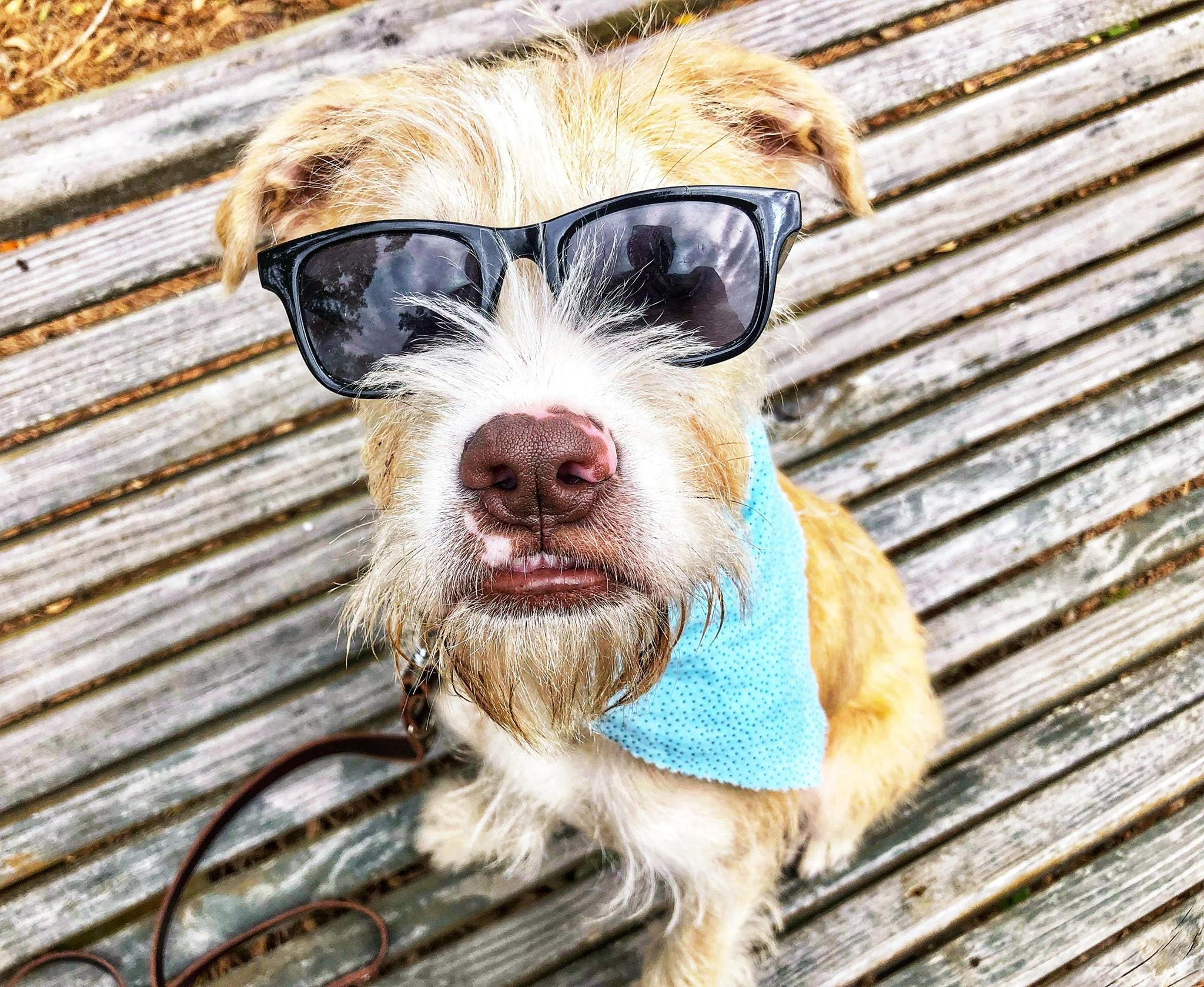 Poogan's Smokehouse Pet Policy