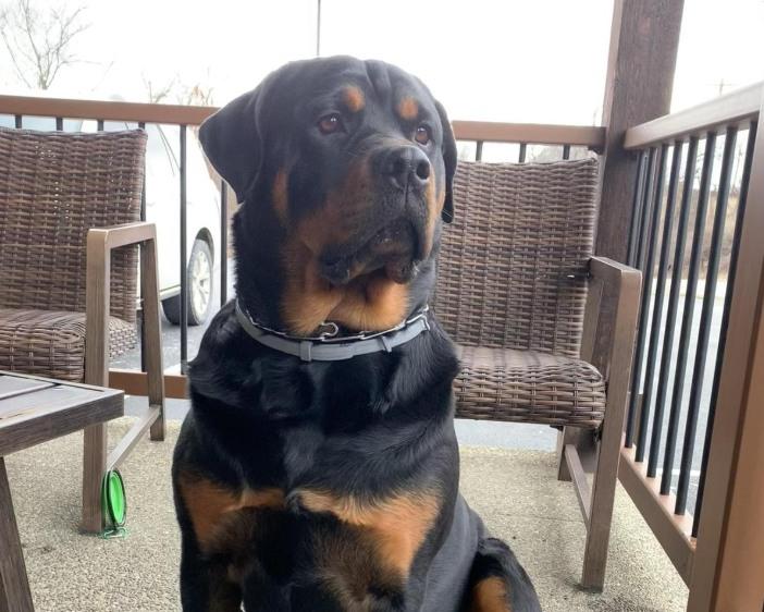 Mingo Creek Tavern Pet Policy