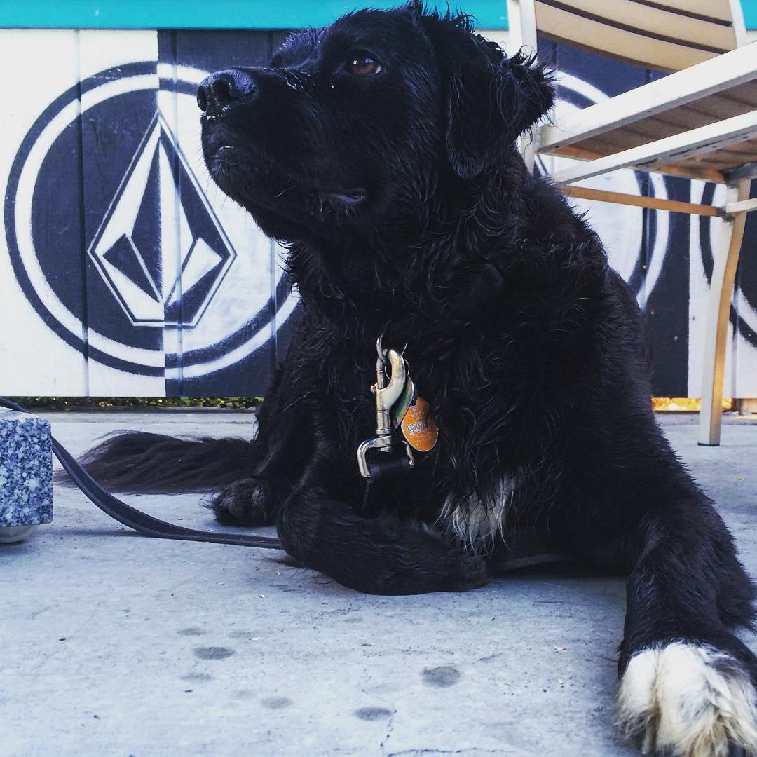 Wahoo's Fish Taco Pet Policy