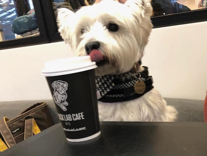 Black Lab Café Pet Policy