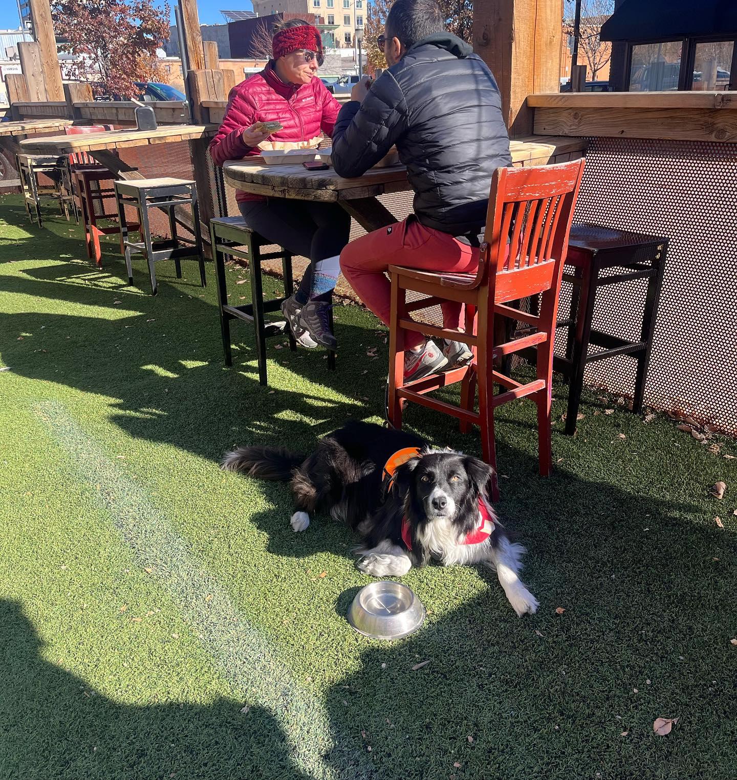 Roots Gastrohub Pet Policy