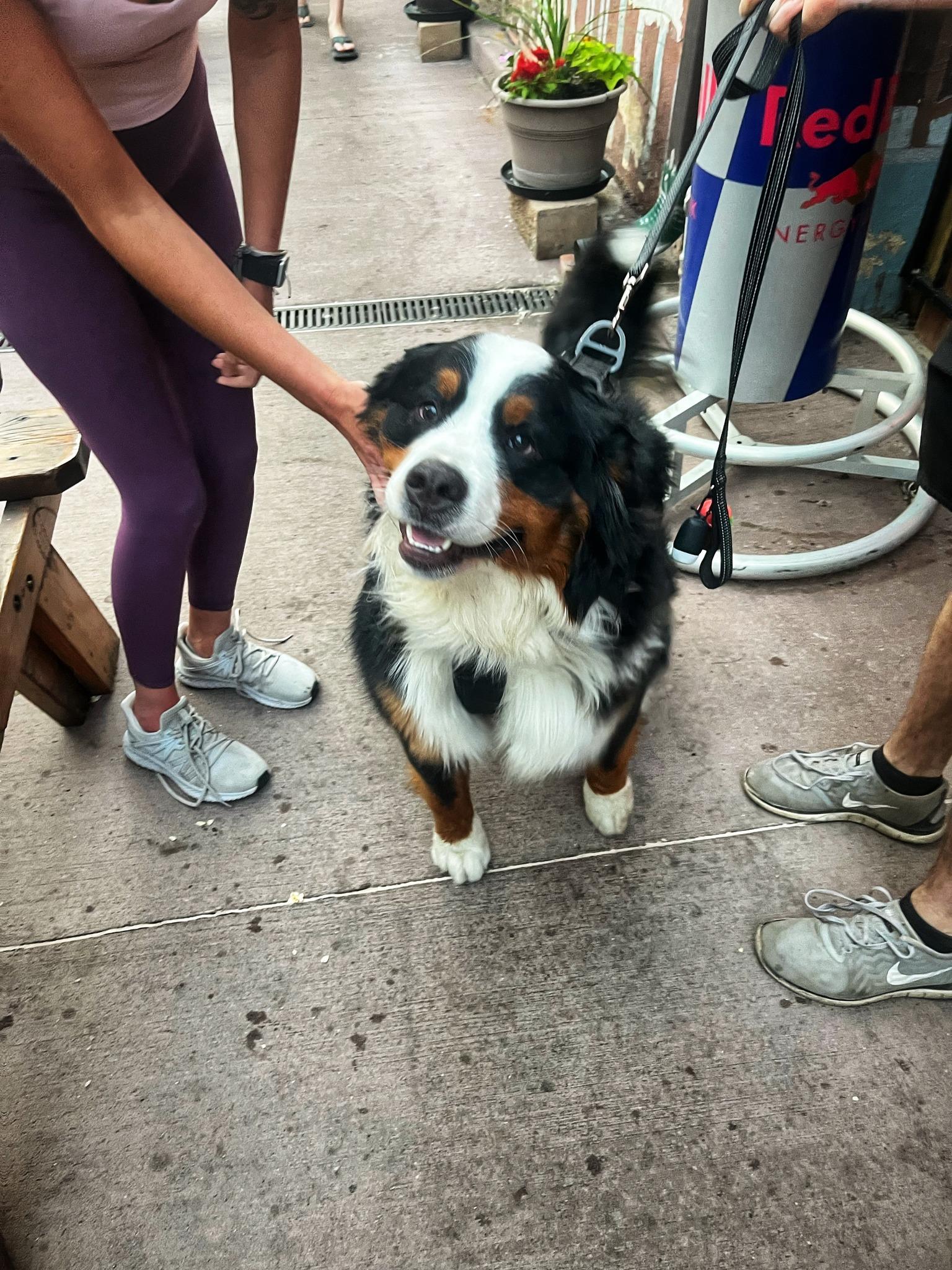 Morrison Holiday Bar Pet Policy