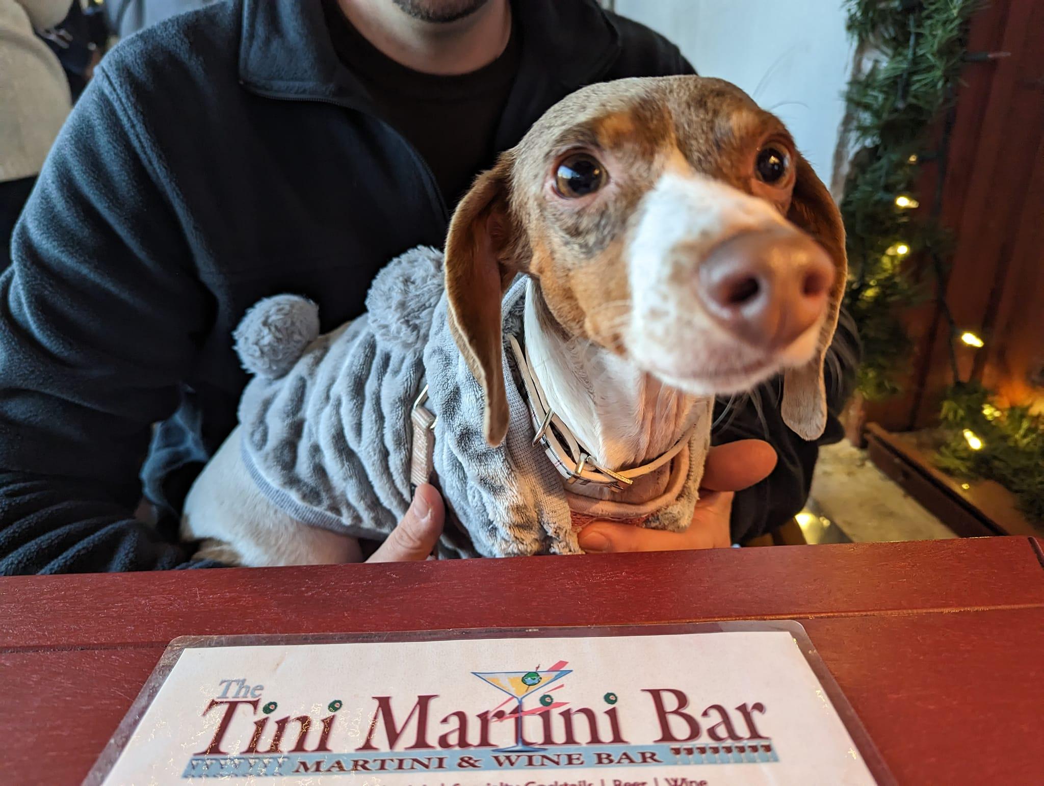The Tini Martini Bar Pet Policy