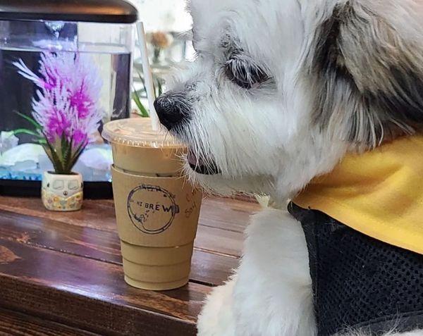 Da' Hi Brew Pet Policy