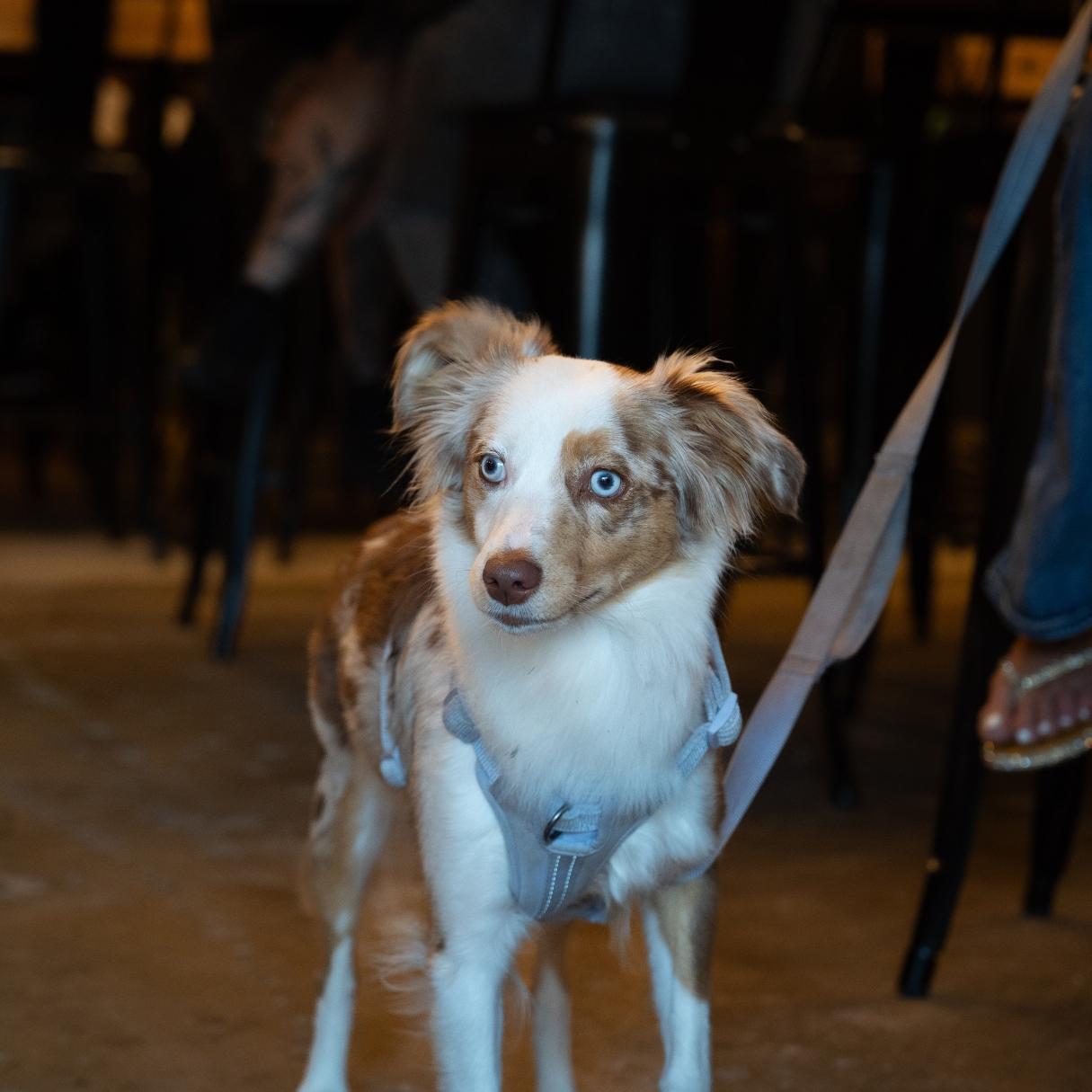 Voodoo Brewing Co Ft. Myers Pet Policy