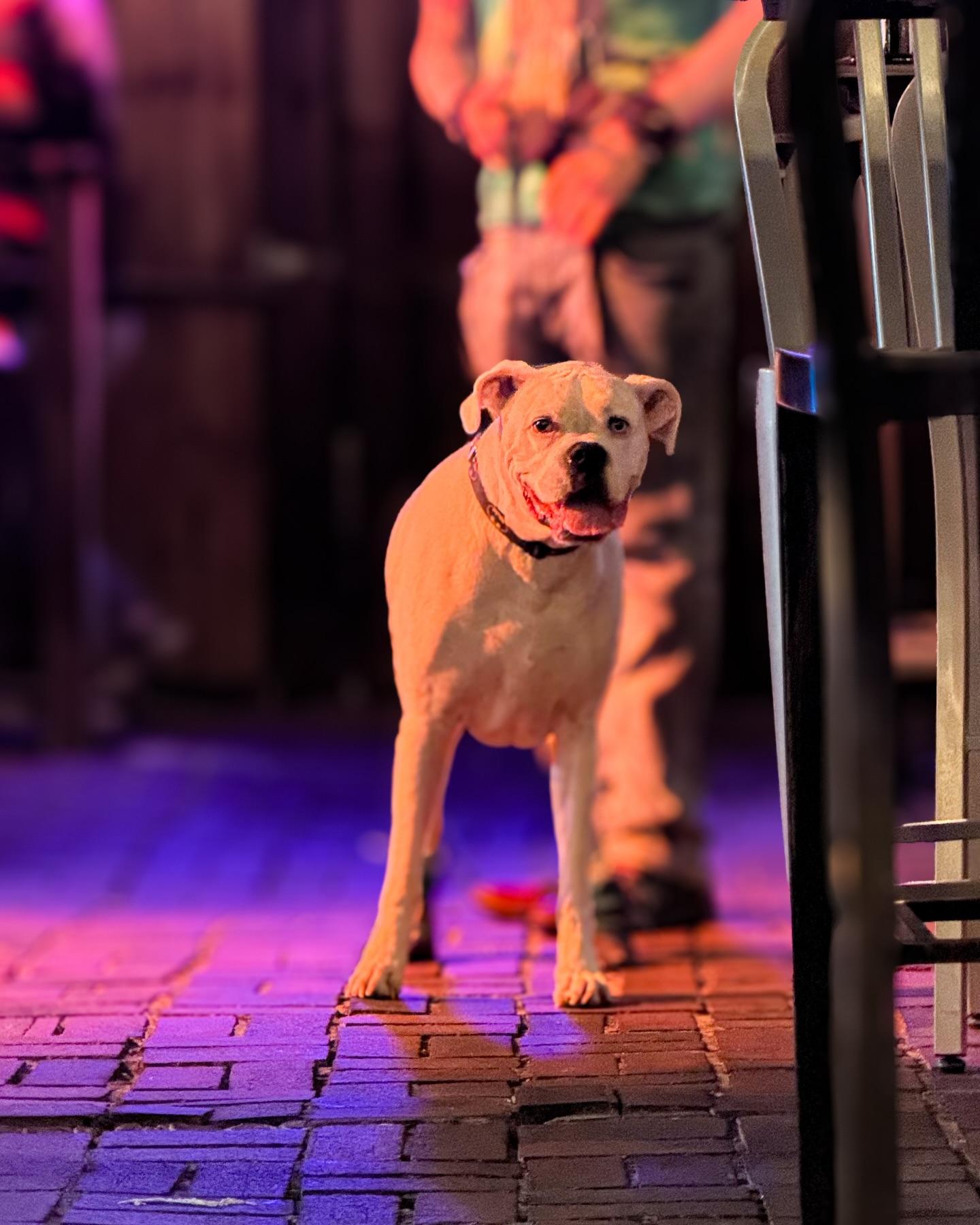 The Alamo Pet Policy