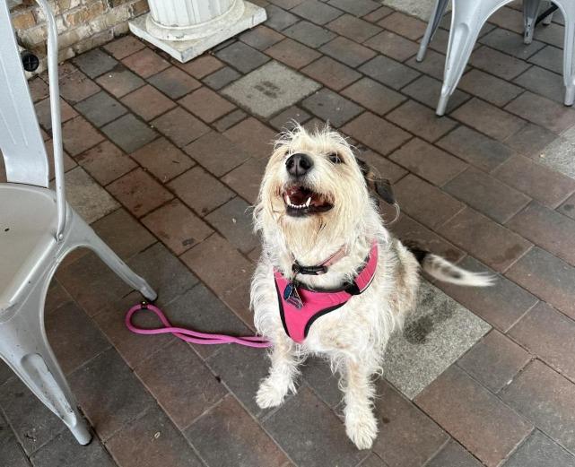 Lock 34 Bar & Grill Pet Policy