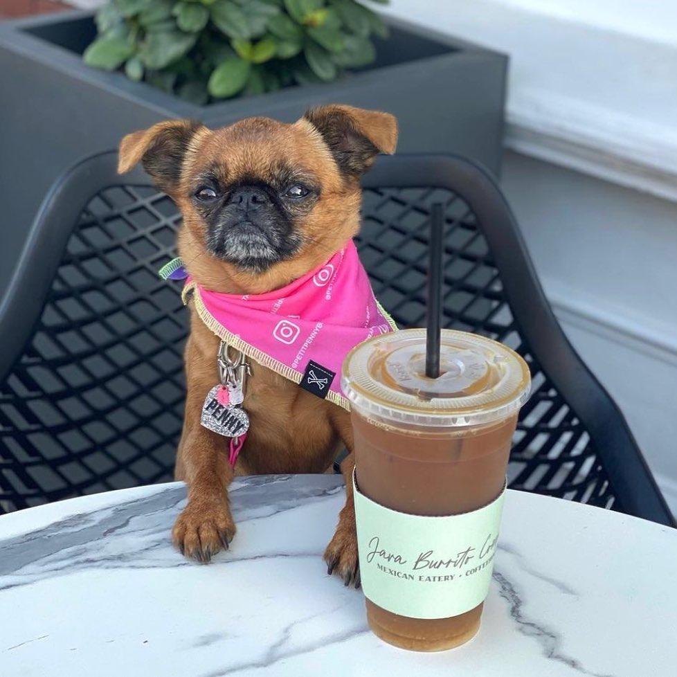 JAVA Burrito Company Is Pet Friendly