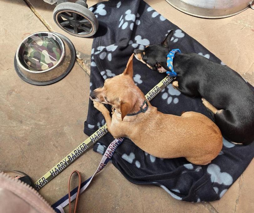 Tubac Jack's Restaurant & Saloon Pet Policy