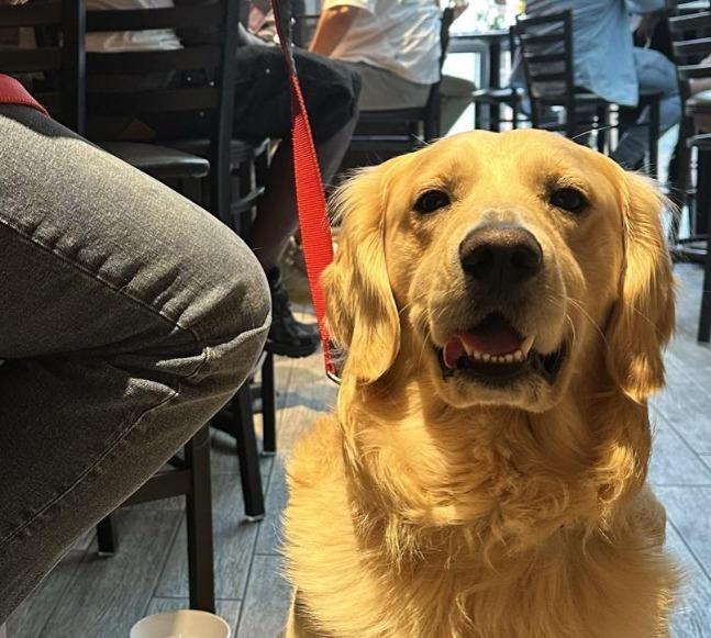 Apex Rooftop Bar & Lounge Pet Policy