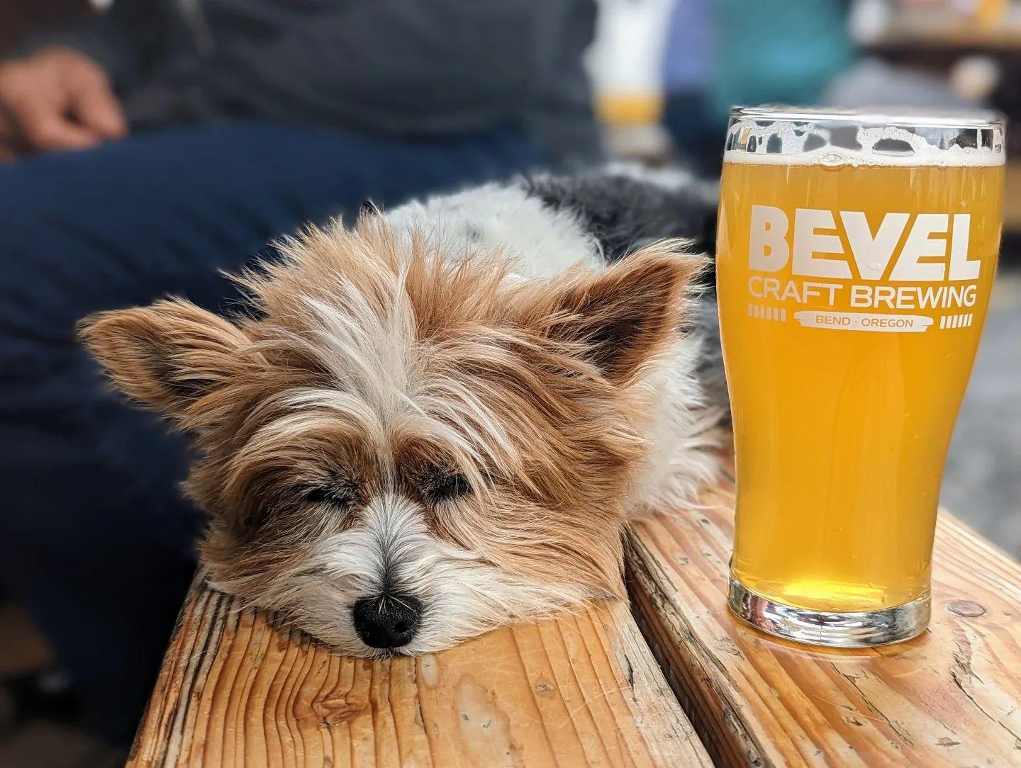 Bevel Craft Brewing Pet Policy