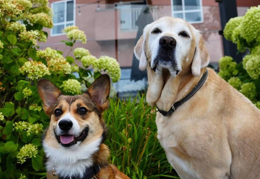 Maestro's Mediterranean at Manteo at Eldorado Resort Pet Policy