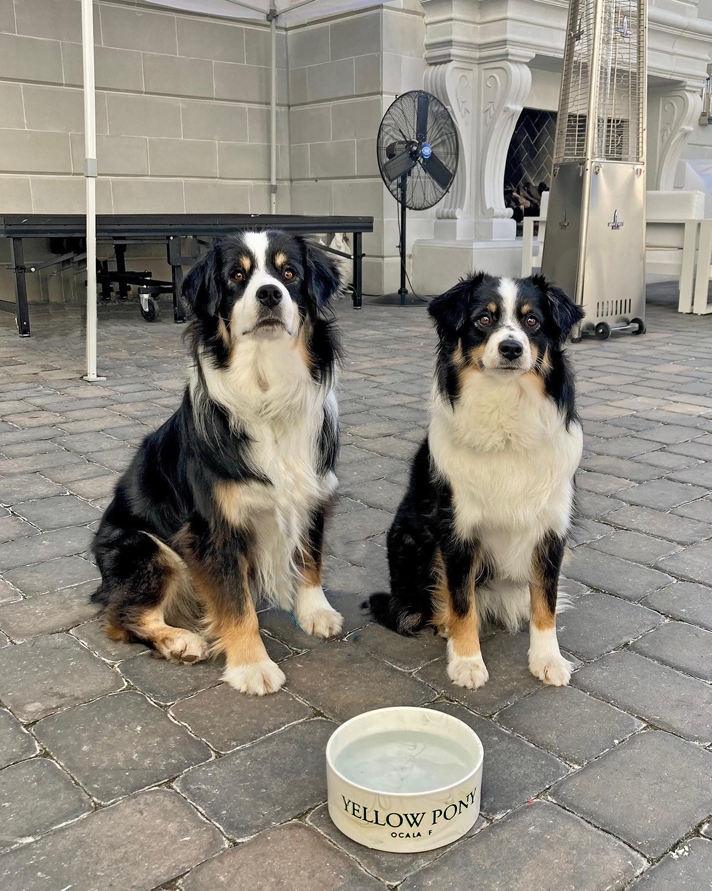 Yellow Pony Pet Policy