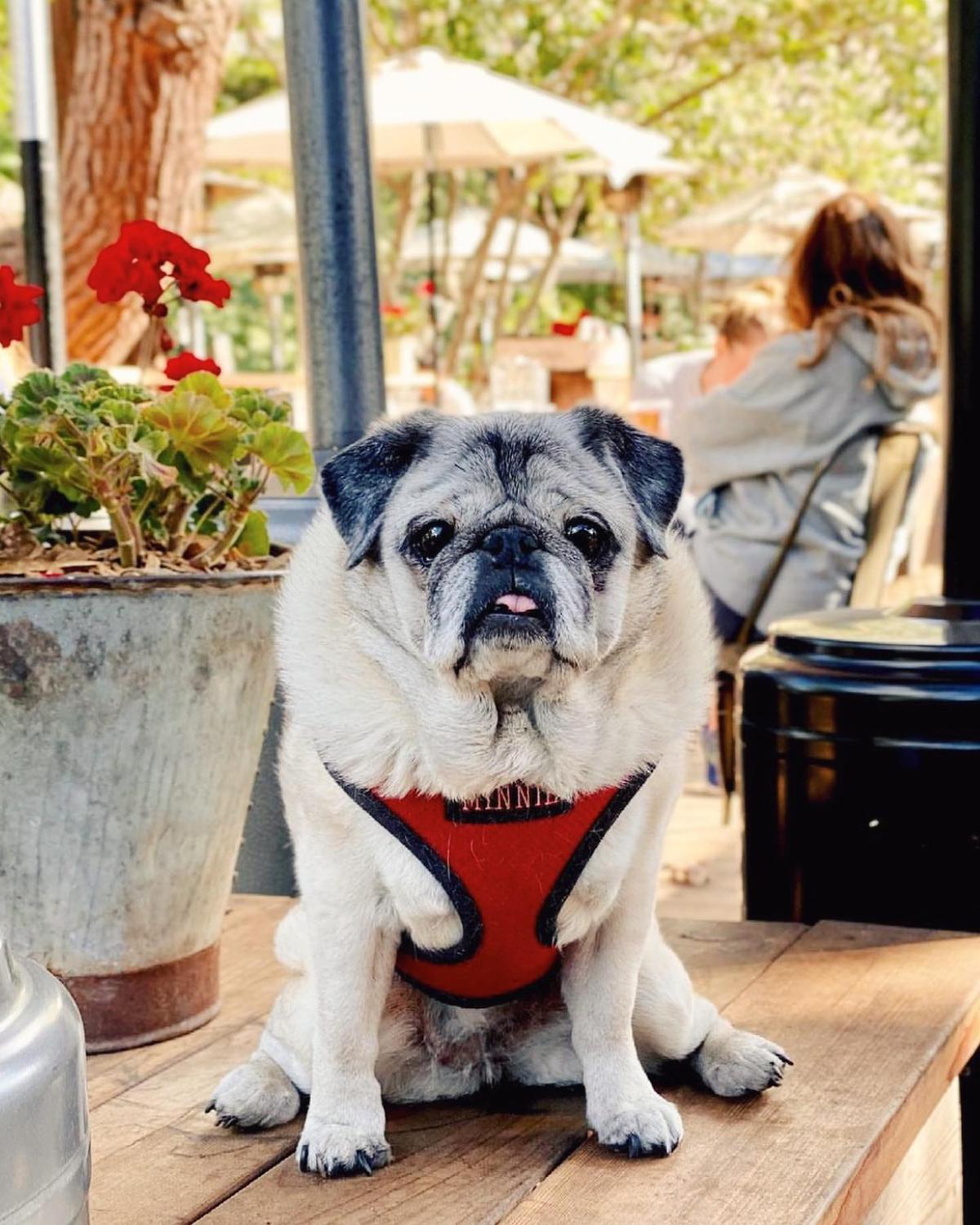 Rossotti’s Alpine Inn Is Pet Friendly