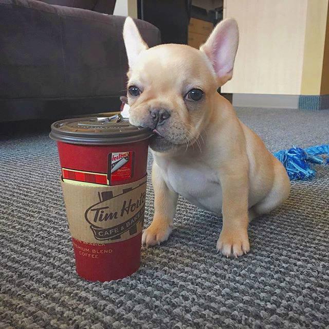 Tim Hortons Is Pet Friendly