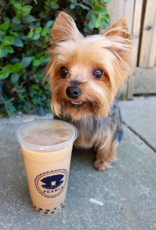 Pearls Boba Is Pet Friendly