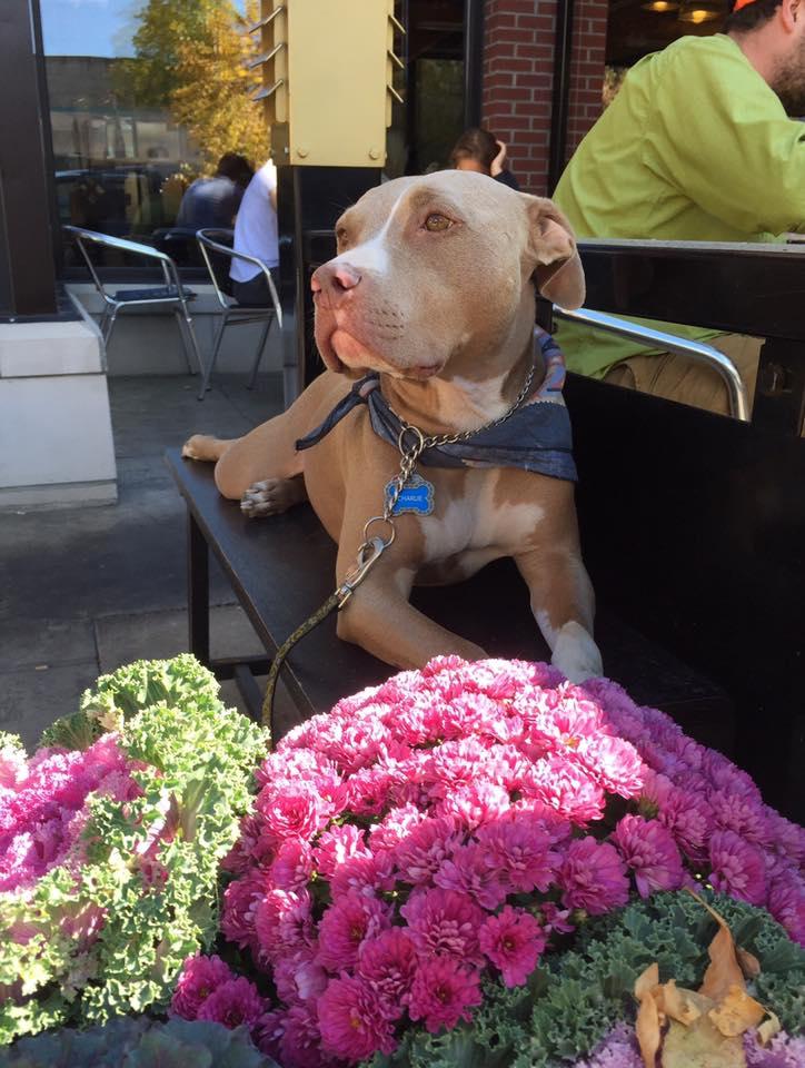 Starky's Authentic Americana Is Pet Friendly