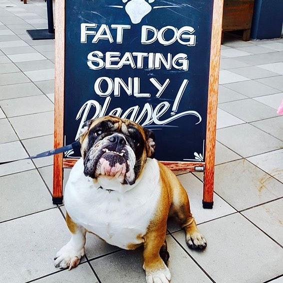 The Fat Dog - WeHo Is Pet Friendly